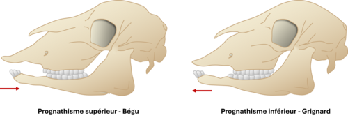 csm_Schema_prognathisme_8ef305554c.png