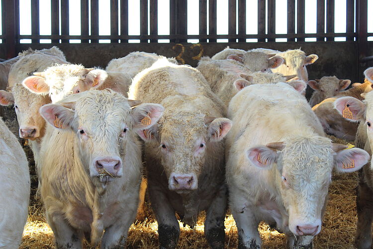 Formation - Idele.fr