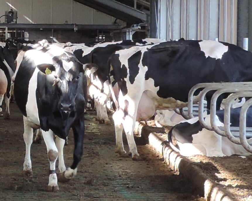 cellule somatique vache laitière